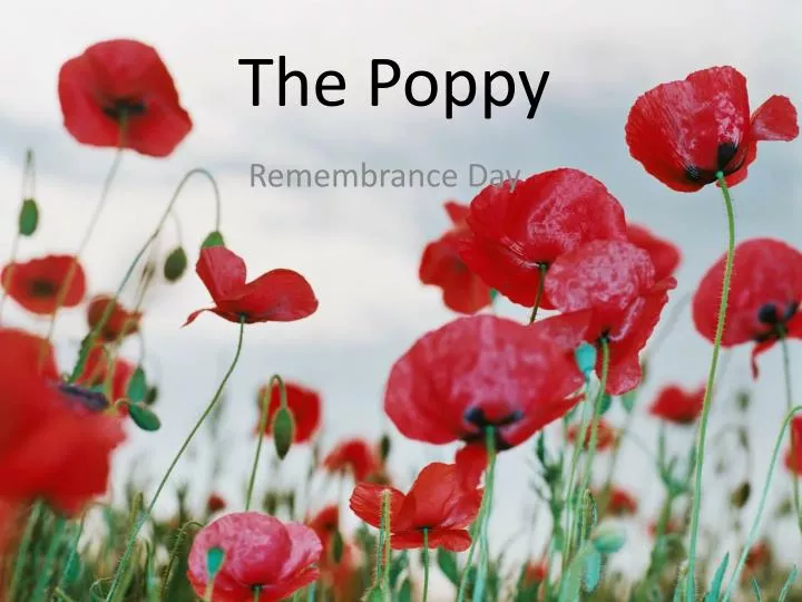 PPT - The Poppy PowerPoint Presentation, free download - ID:2852924