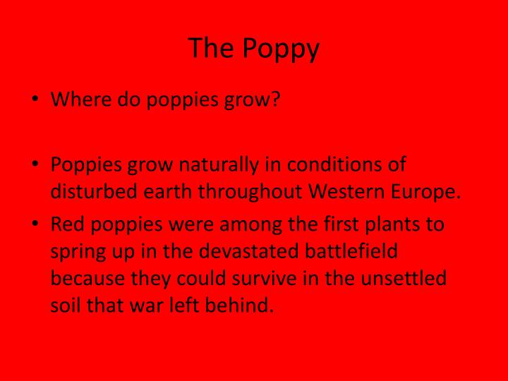 PPT - The Poppy PowerPoint Presentation - ID:2852924