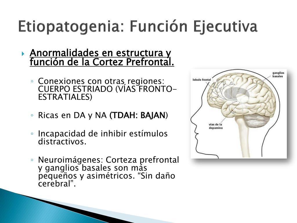 PPT - Trastorno de Déficit Atencional e Hiperactividad (TDAH ...