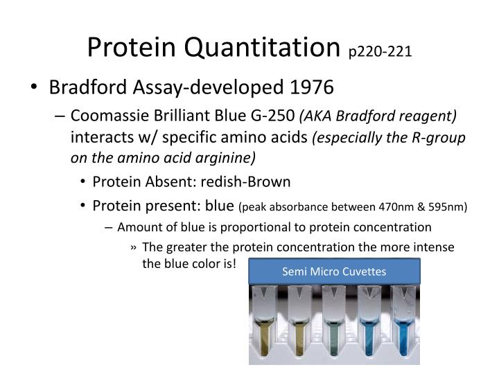 PPT - Bradford Assay PowerPoint Presentation - ID:2854456