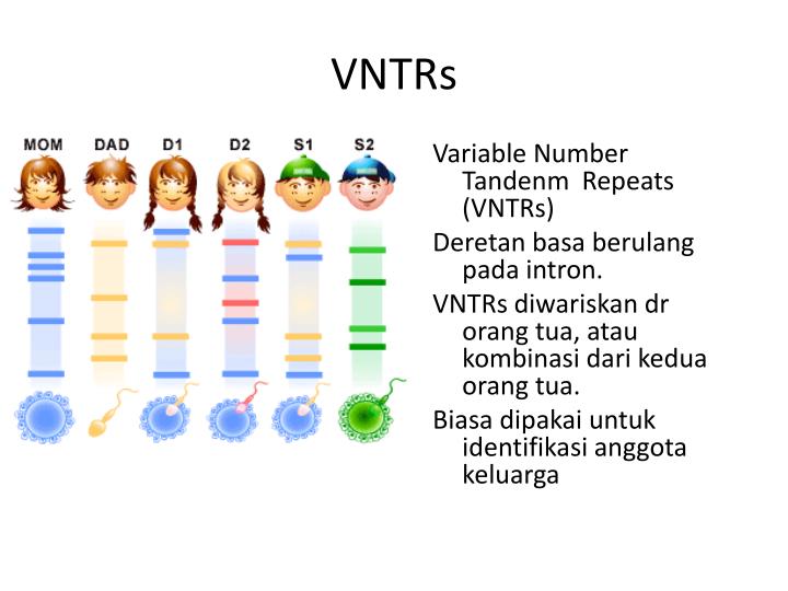 PPT - DNA Fingerprinting PowerPoint Presentation - ID:2854602