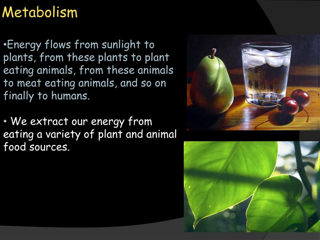 PPT - Biology 1.1 Themes of Biology PowerPoint Presentation, free ...