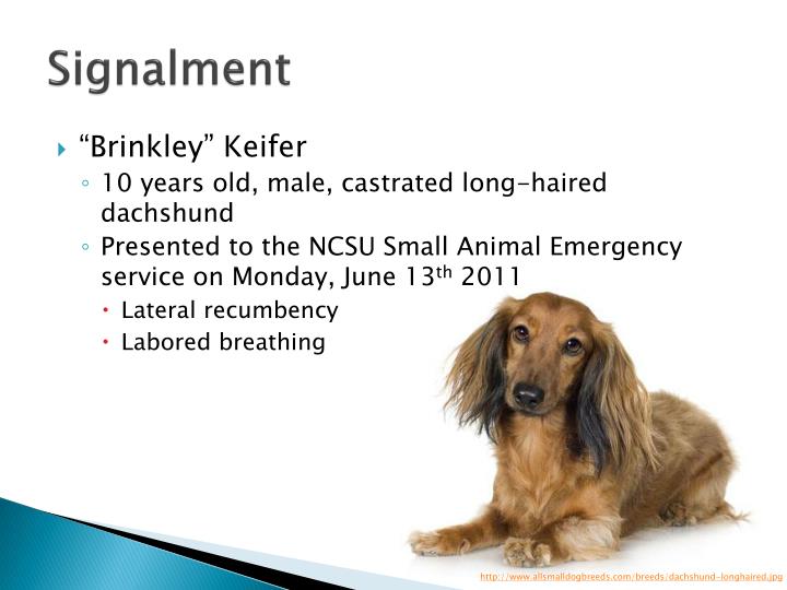 PPT - Small Animal Ultrasound Patient ID: 157581 PowerPoint ...