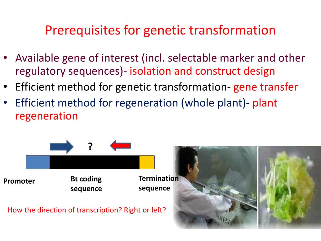 PPT - Plant Genetic Engineering ( Plant Transformation) PowerPoint ...