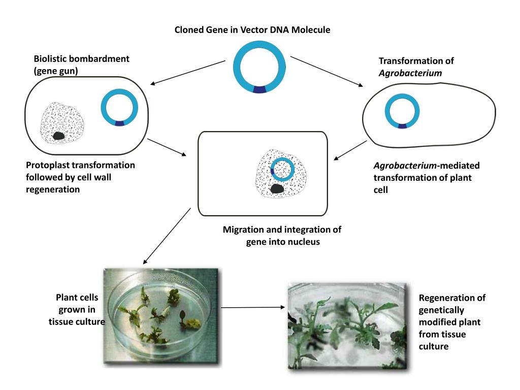 PPT - Plant Genetic Engineering ( Plant Transformation) PowerPoint ...