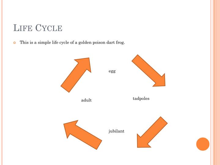 PPT - Golden Poison Dart Frog PowerPoint Presentation - ID:2856324