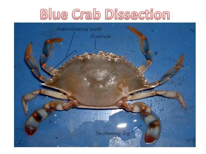 PPT - Blue Crab Dissection PowerPoint Presentation, free download - ID ...