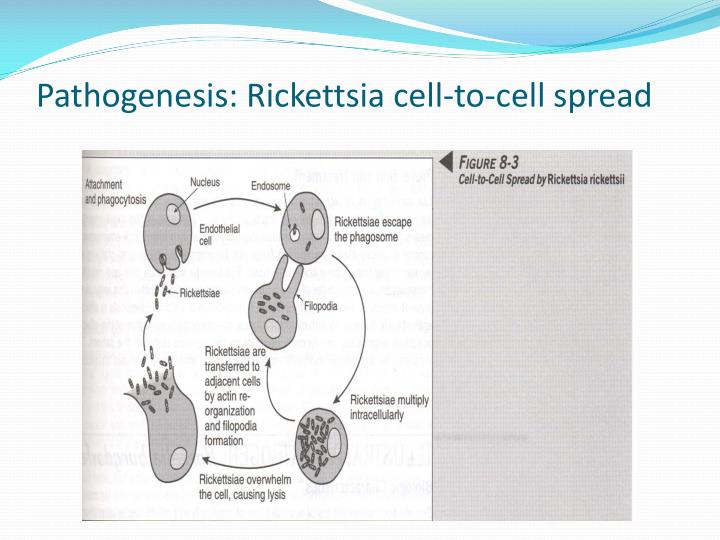 PPT - Rickettsial (Spotted & Typhus Fevers) & Related Infections ...