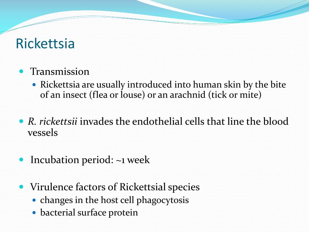 PPT - Rickettsial (Spotted & Typhus Fevers) & Related Infections ...