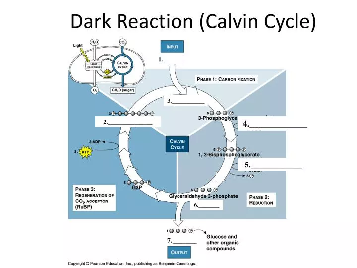 PPT - Dark Reaction (Calvin Cycle) PowerPoint Presentation, free ...