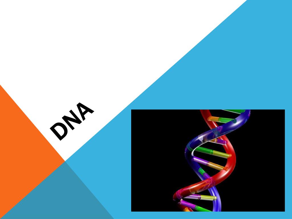 PPT - DNA PowerPoint Presentation, free download - ID:2858044