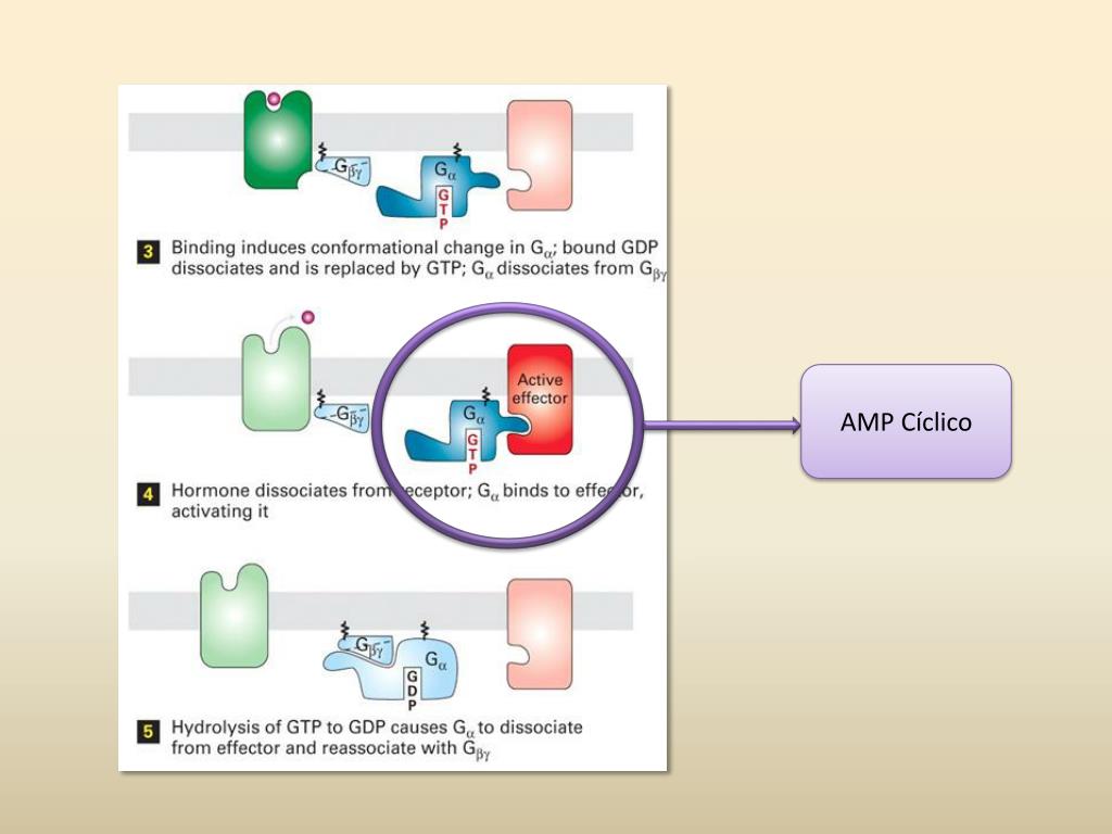PPT - Segundos Mensajeros AMP Cíclico y Vibrio C holerae PowerPoint ...