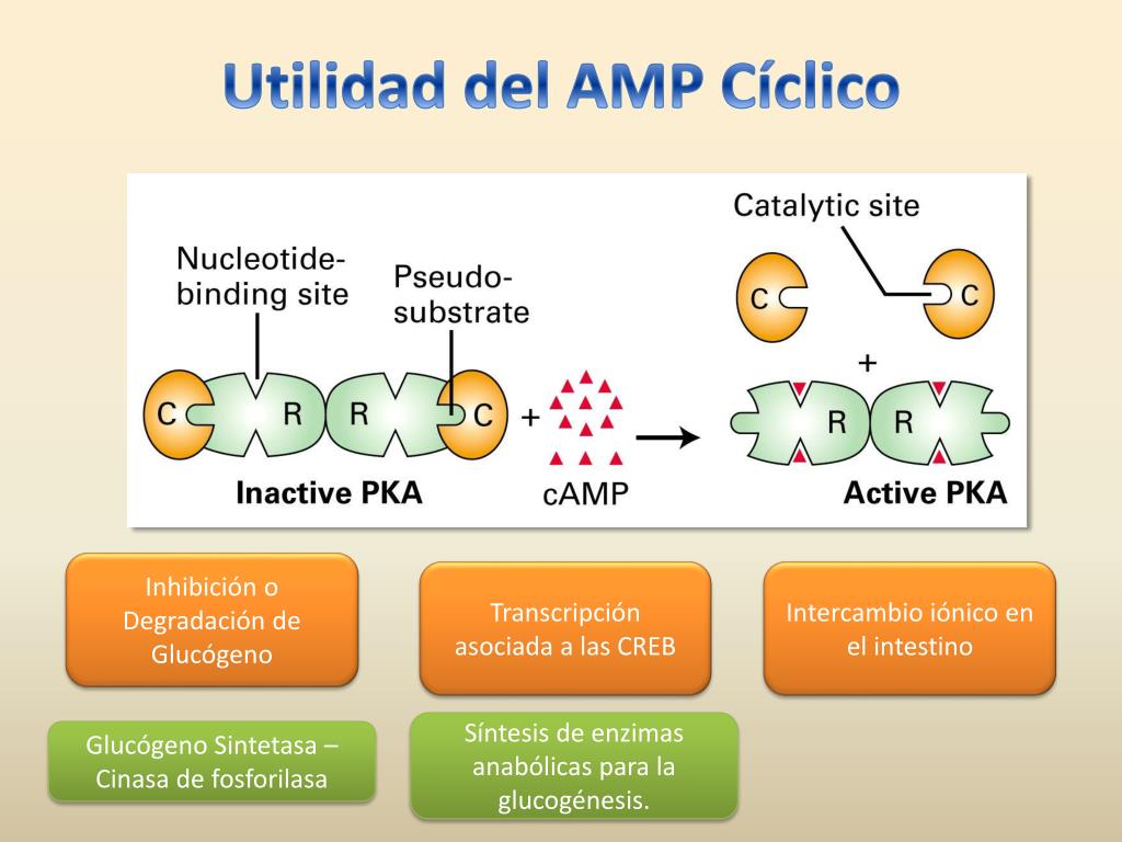 PPT - Segundos Mensajeros AMP Cíclico y Vibrio C holerae PowerPoint Presentation - ID:2858051