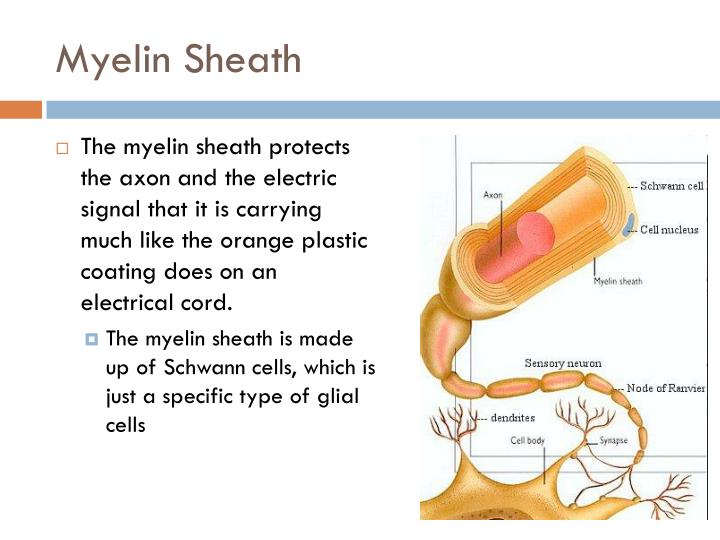 PPT - Biological foundations of psychology PowerPoint Presentation - ID ...