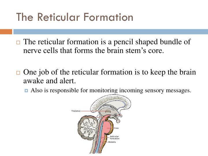PPT - Biological foundations of psychology PowerPoint Presentation - ID ...