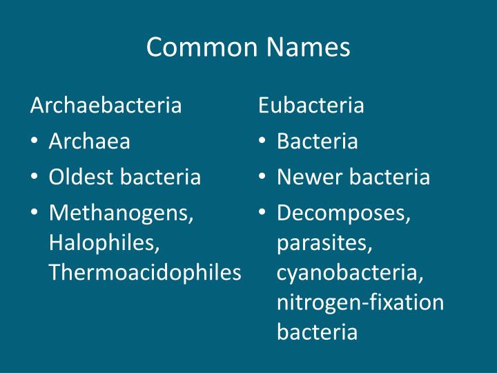 PPT - Bacteria Kingdom Notes PowerPoint Presentation - ID:2858181