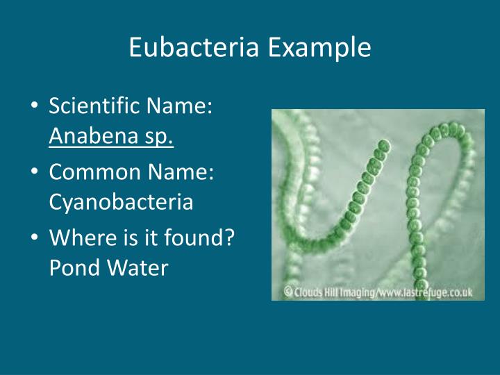 PPT - Bacteria Kingdom Notes PowerPoint Presentation - ID:2858181