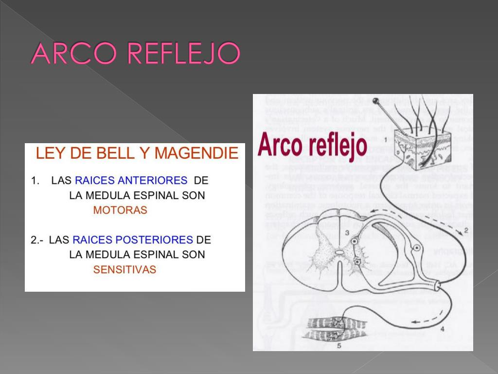 PPT - ARCO REFLEJO. REFLEJO CONDICIONADO. REFLEJO MIOTATICO PowerPoint ...
