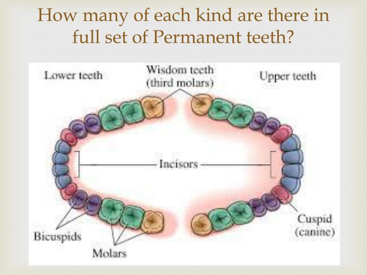 PPT - Milk teeth & Permanent teeth PowerPoint Presentation - ID:2861686 PPT - Milk teeth & Permanent teeth PowerPoint Presentation - ID:2861686