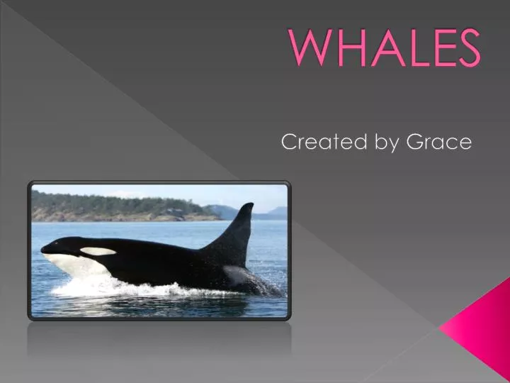 PPT - WHALES PowerPoint Presentation, free download - ID:2861999