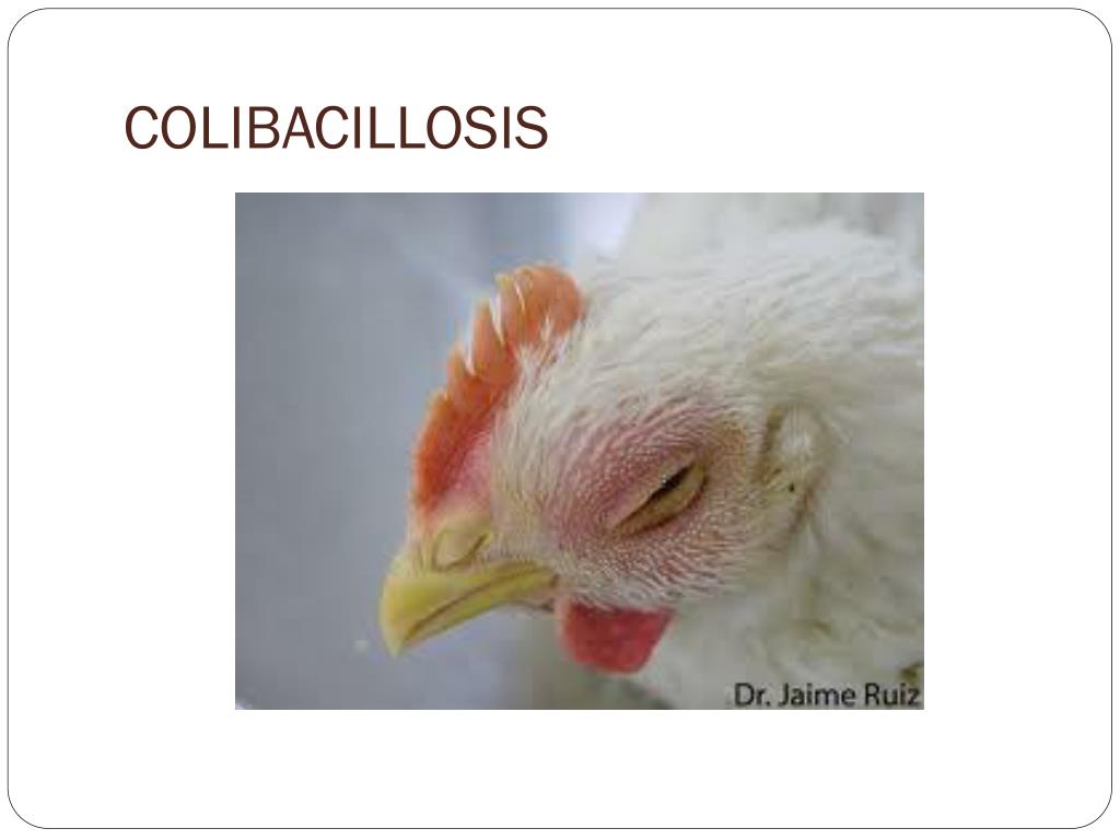 PPT - PATOLOGI ANATOMI - PENYAKIT BAKTERIAL- PowerPoint Presentation ...