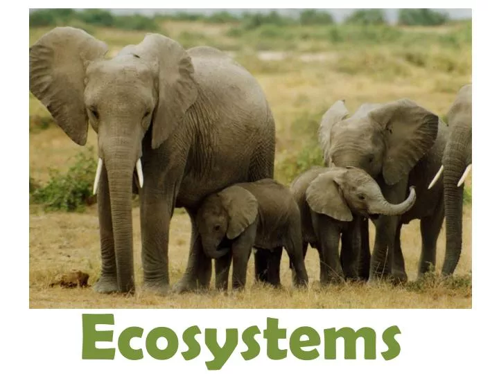 PPT - Ecosystems PowerPoint Presentation, free download - ID:2863895