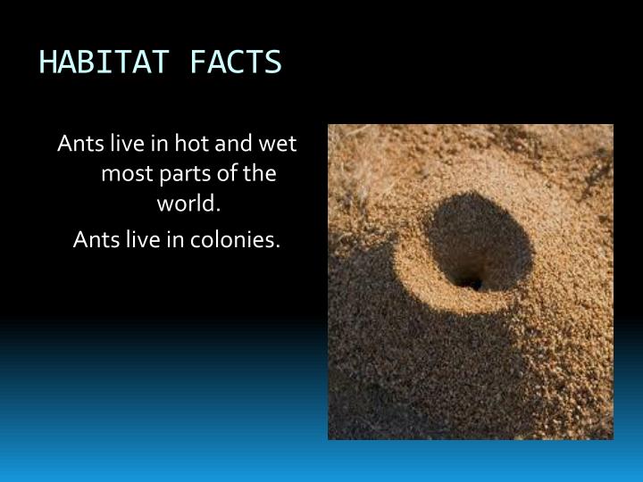 PPT - All about ants PowerPoint Presentation - ID:2863902