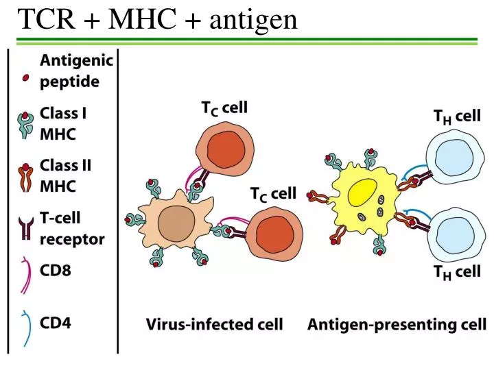 PPT - TCR + MHC + antigen PowerPoint Presentation, free download - ID ...