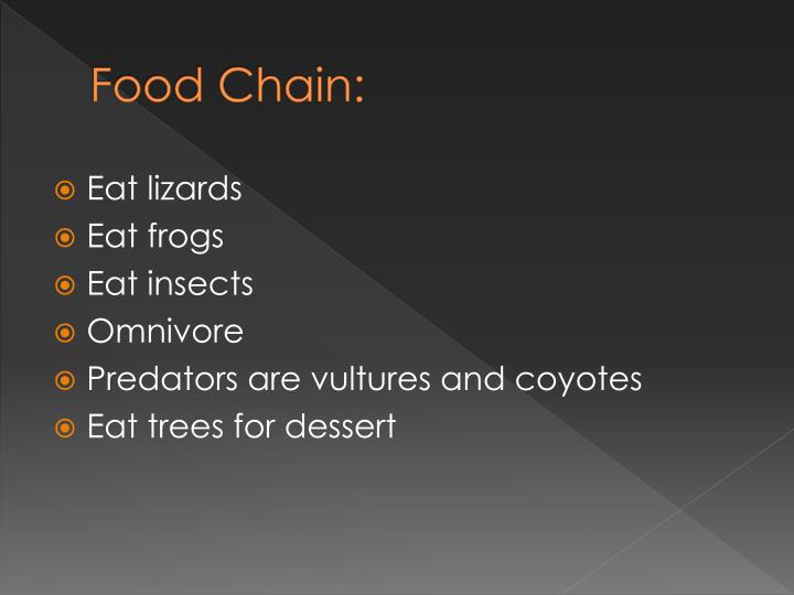 PPT - Tasmanian Devils PowerPoint Presentation - ID:2864311