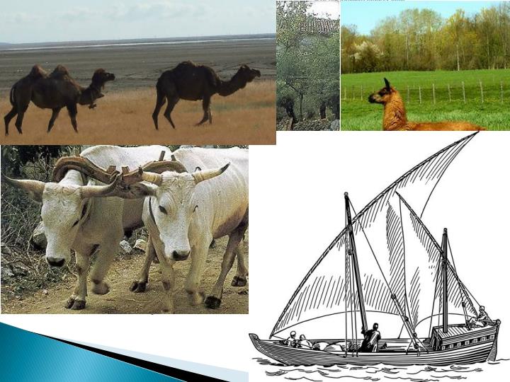 PPT - Classical and Post-Classical Trade PowerPoint Presentation - ID ...