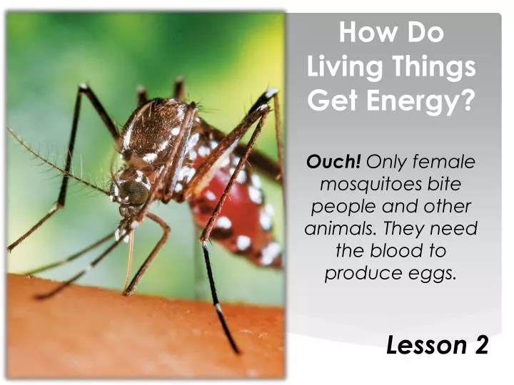PPT - How Do Living Things Get Energy? PowerPoint Presentation, free ...