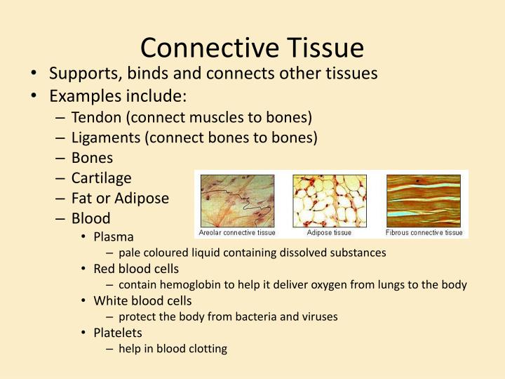 Connective Tissue Examples