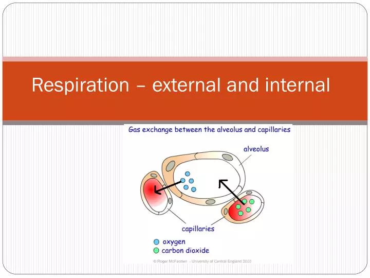 PPT - Respiration – external and internal PowerPoint Presentation, free ...