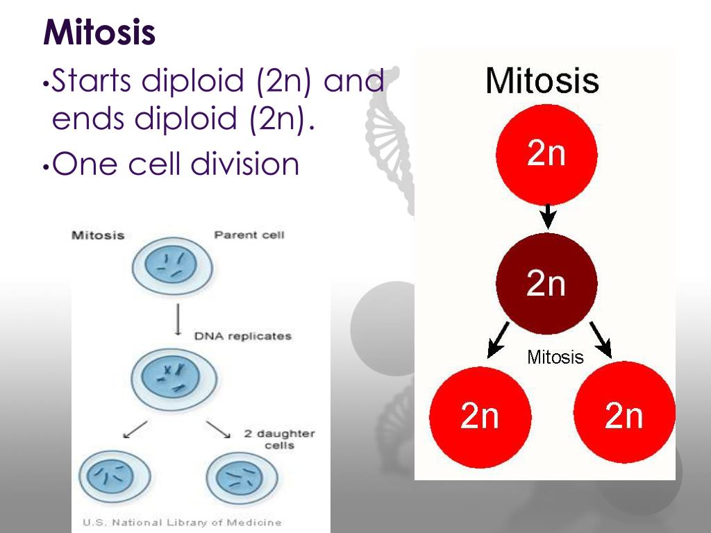 Ppt Diploid Vs Haploid Powerpoint Presentation Free Download Id2867331