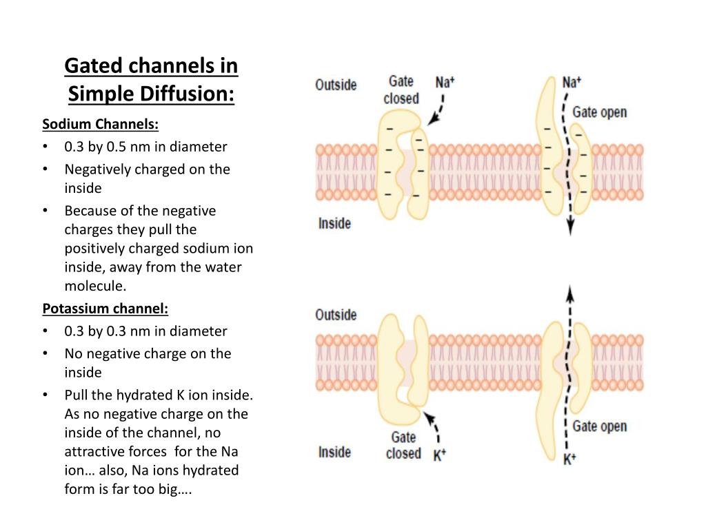 PPT - TRANSPORT ACROSS CELL MEMBRANE-1 (Guyton, 12 th Ed. (chapter 4 ...