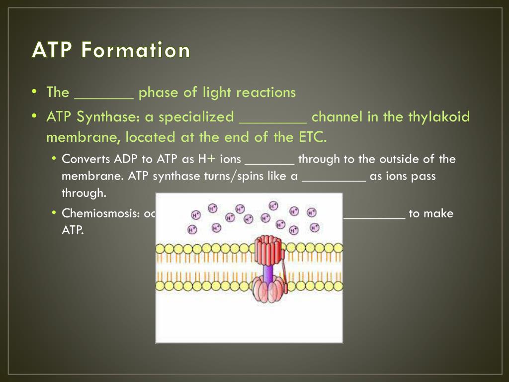PPT - Objective PowerPoint Presentation, free download - ID:2868056