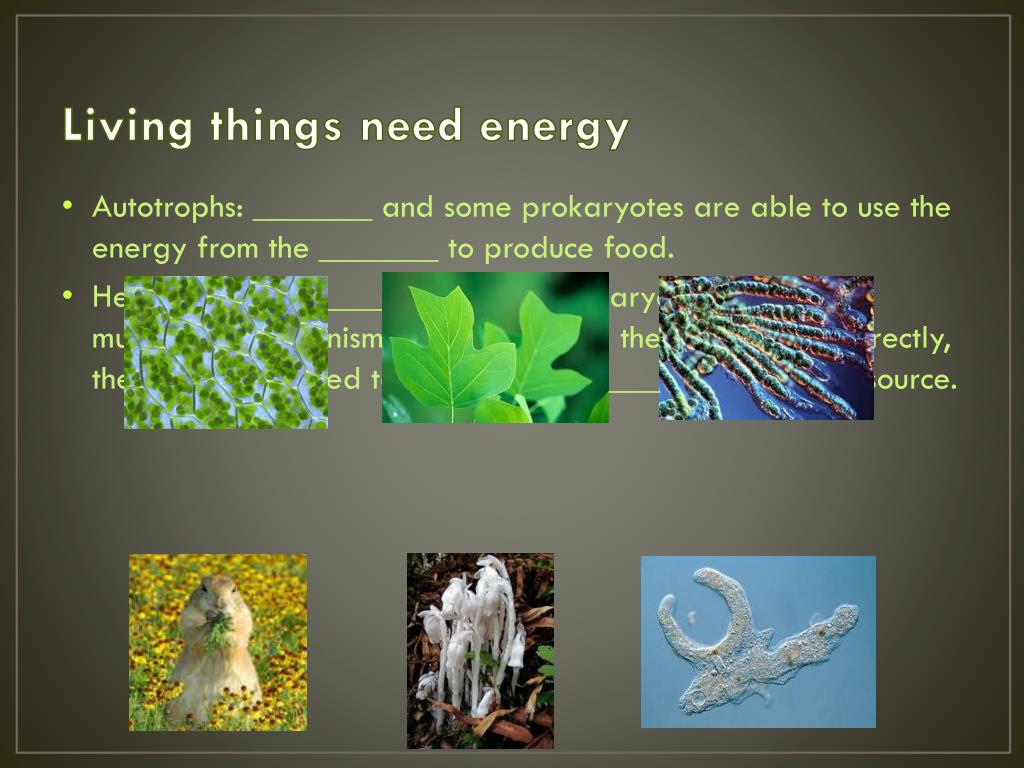 PPT - Objective PowerPoint Presentation, free download - ID:2868056