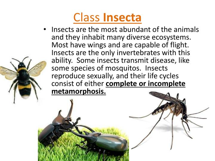 PPT - Animal Kingdom PowerPoint Presentation - ID:2869029