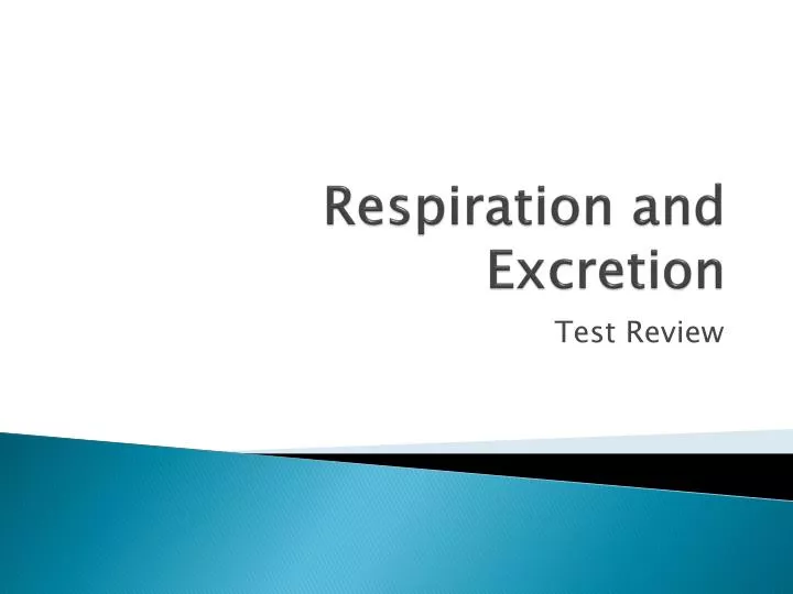 PPT - Respiration and Excretion PowerPoint Presentation, free download ...