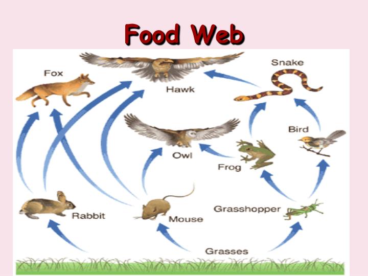 PPT - Ecology introduction Me 23 slides What is Ecology? PowerPoint ...