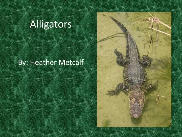 Ppt Alligators Powerpoint Presentation Free Download Id 2872228