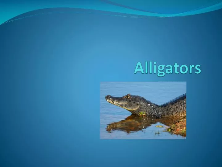 PPT - Alligators PowerPoint Presentation, free download - ID:2872479