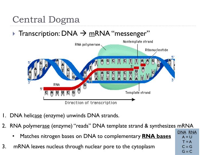 PPT - Central Dogma PowerPoint Presentation - ID:2873212