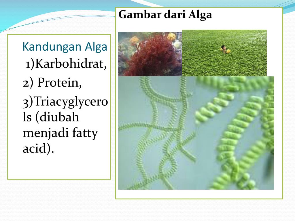 PPT - POTENSI ALGA SEBAGAI SALAH SATU ALTERNATIF BAHAN BAKU BIODISEL DI ...