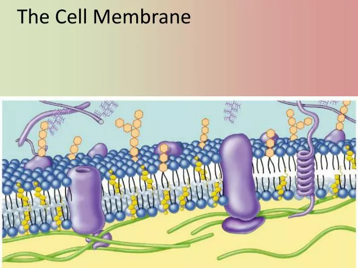 PPT - The Cell Membrane PowerPoint Presentation, free download - ID:2874039