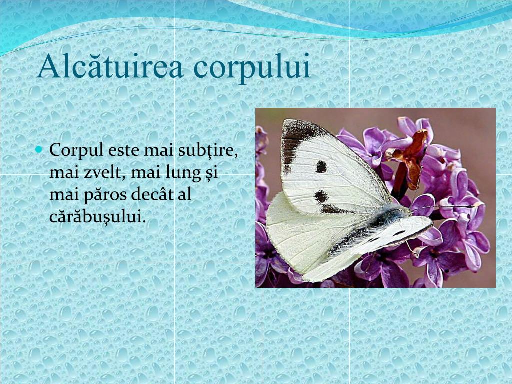 PPT - Lepidoptere Fluturele alb al verzei ( Albilita ) PowerPoint ...