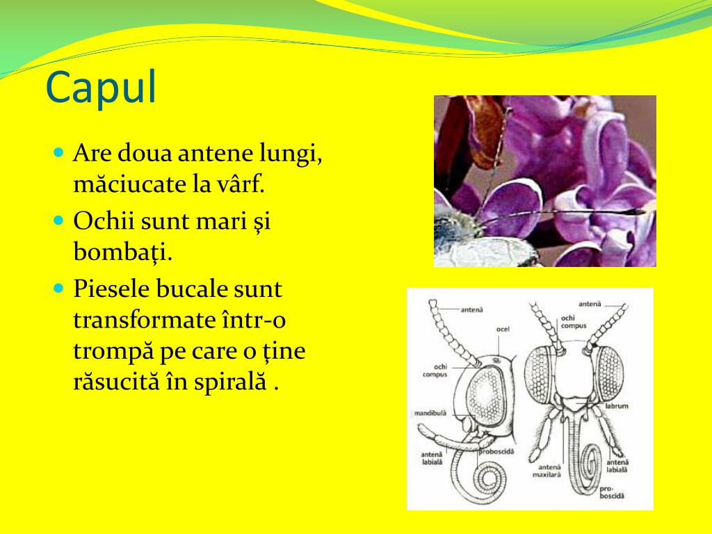 PPT - Lepidoptere Fluturele alb al verzei ( Albilita ) PowerPoint ...
