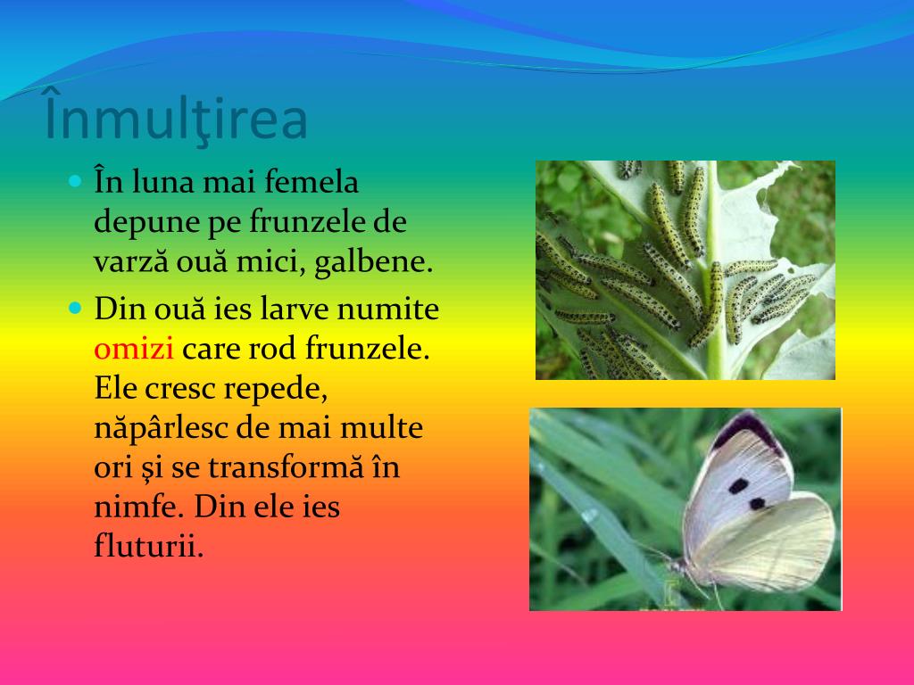 PPT - Lepidoptere Fluturele alb al verzei ( Albilita ) PowerPoint ...