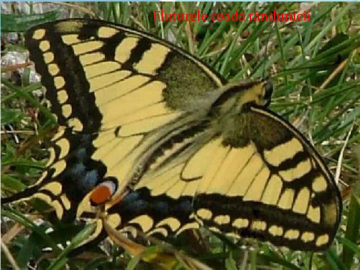 PPT - Lepidoptere Fluturele alb al verzei ( Albilita ) PowerPoint ...