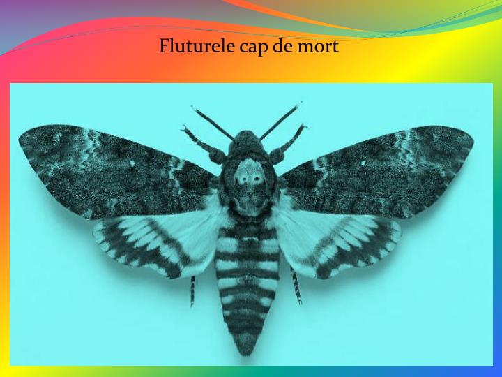 PPT - Lepidoptere Fluturele alb al verzei ( Albilita ) PowerPoint ...